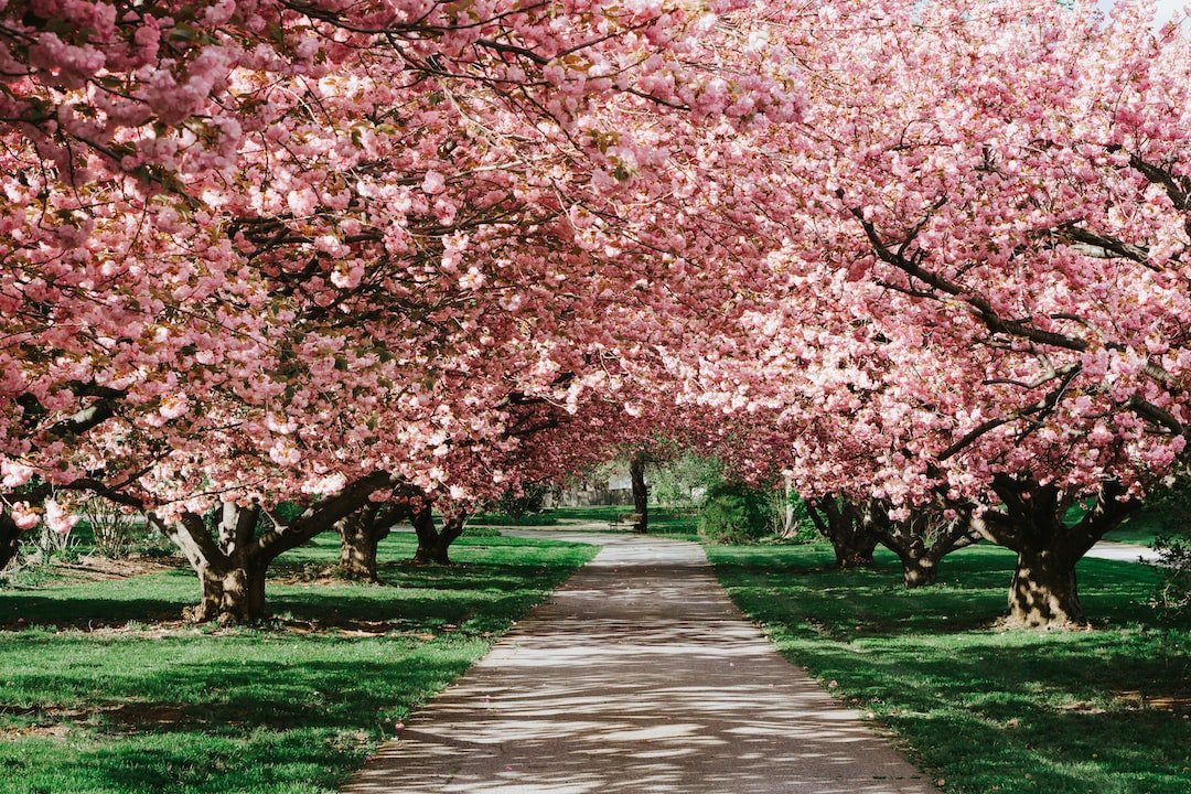 Nature Vocabulary in Chinese: Trees, Flowers, and More - Norwegian ...