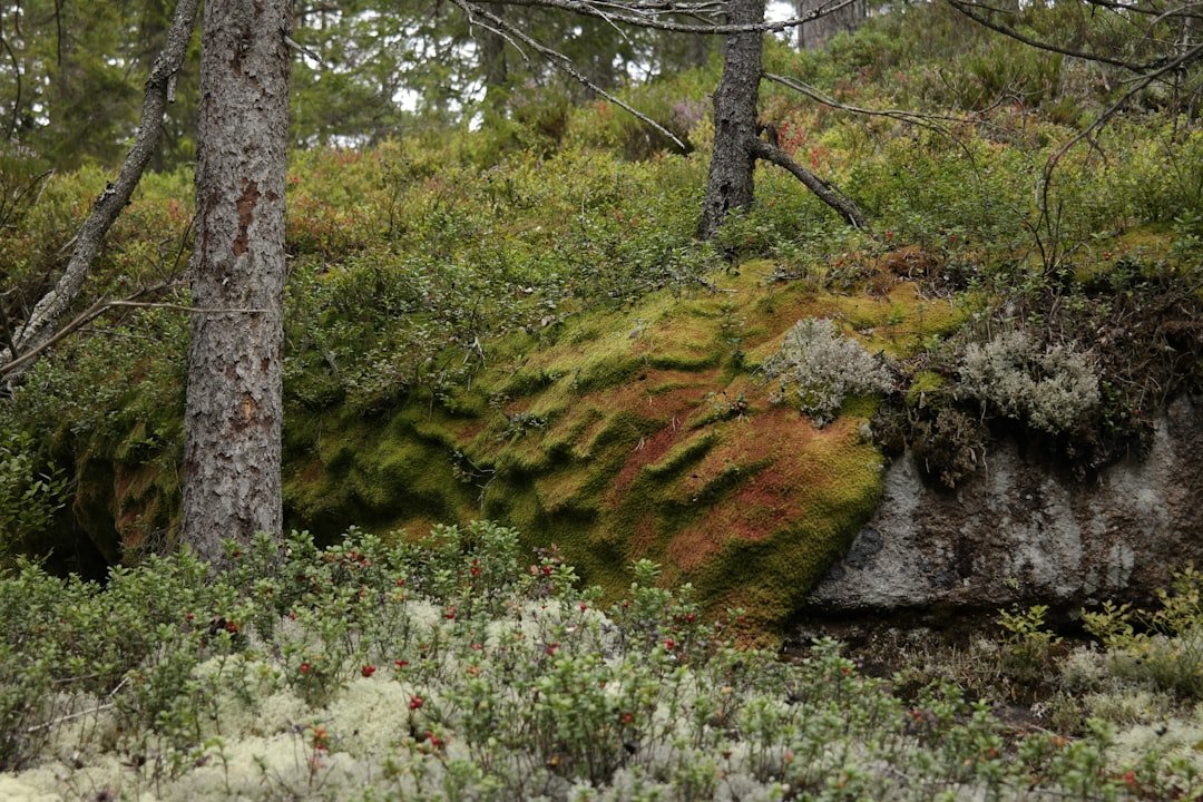 10 Essential Norwegian Greetings You Must Know